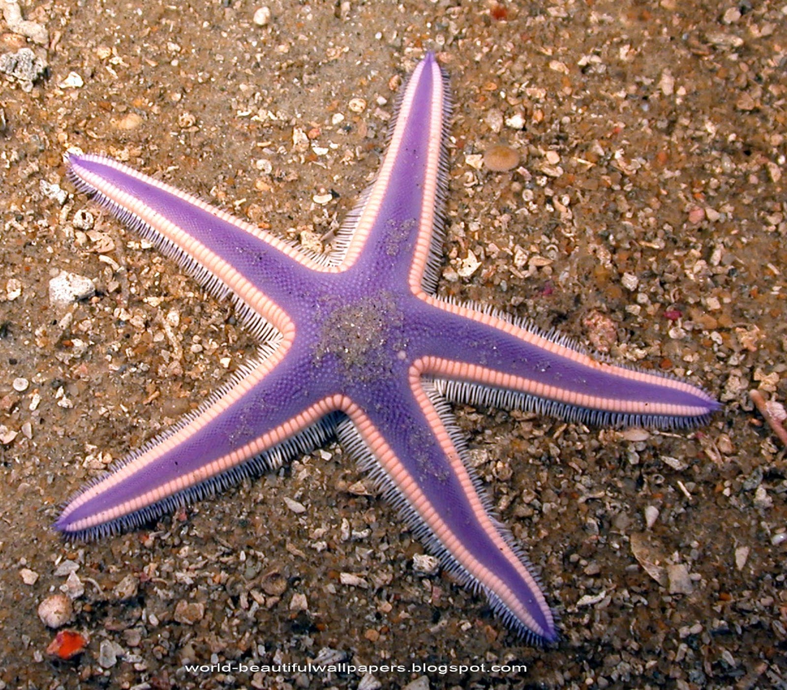 Star Fish Wallpapers | Zone Wallpaper Backgrounds