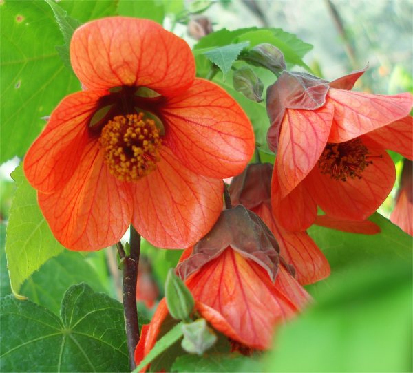 Abutilon - Flowers