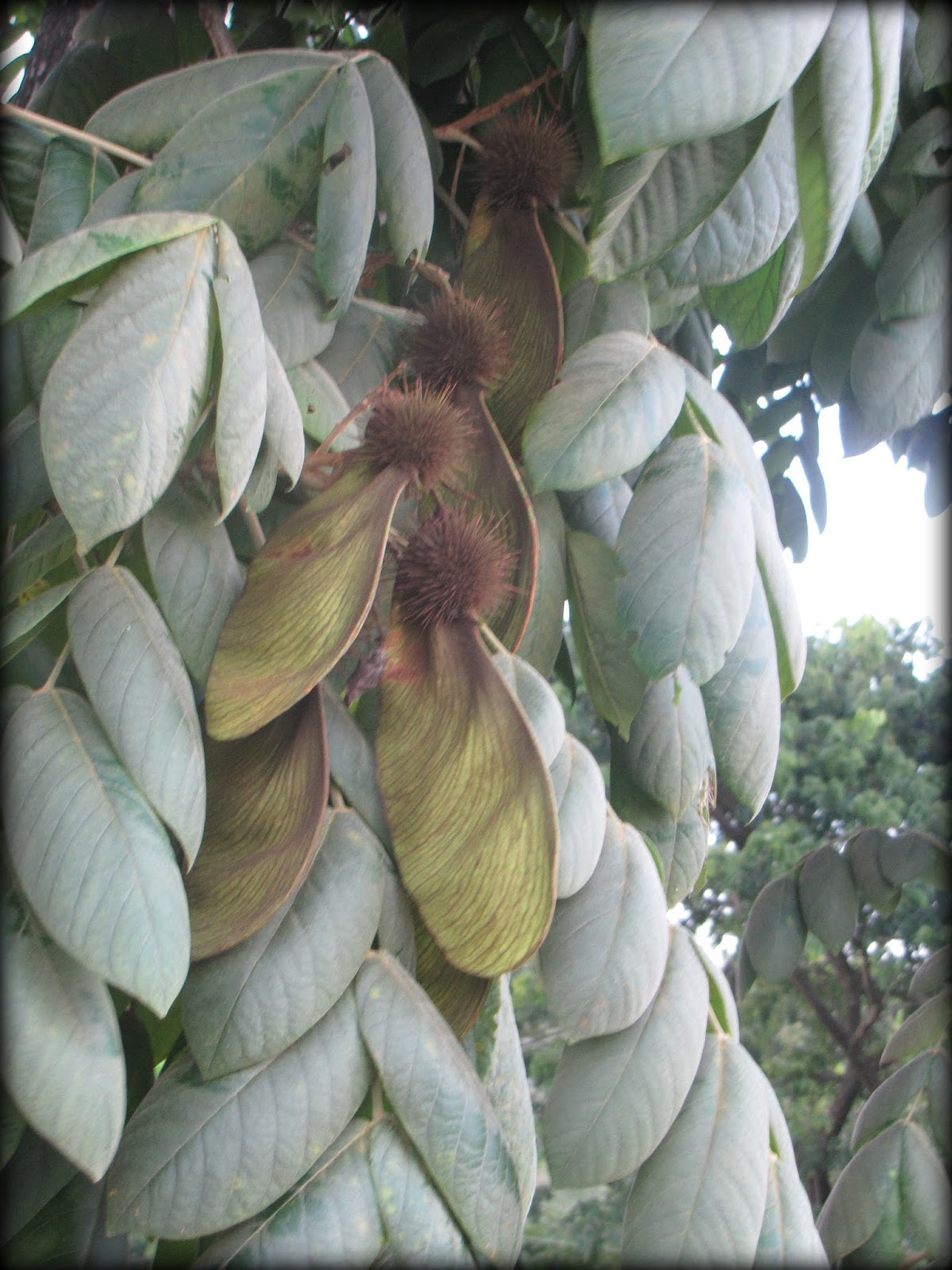 Llano Extremo un mundo megadiverso: Kartán, Cartan, Balaústre ...