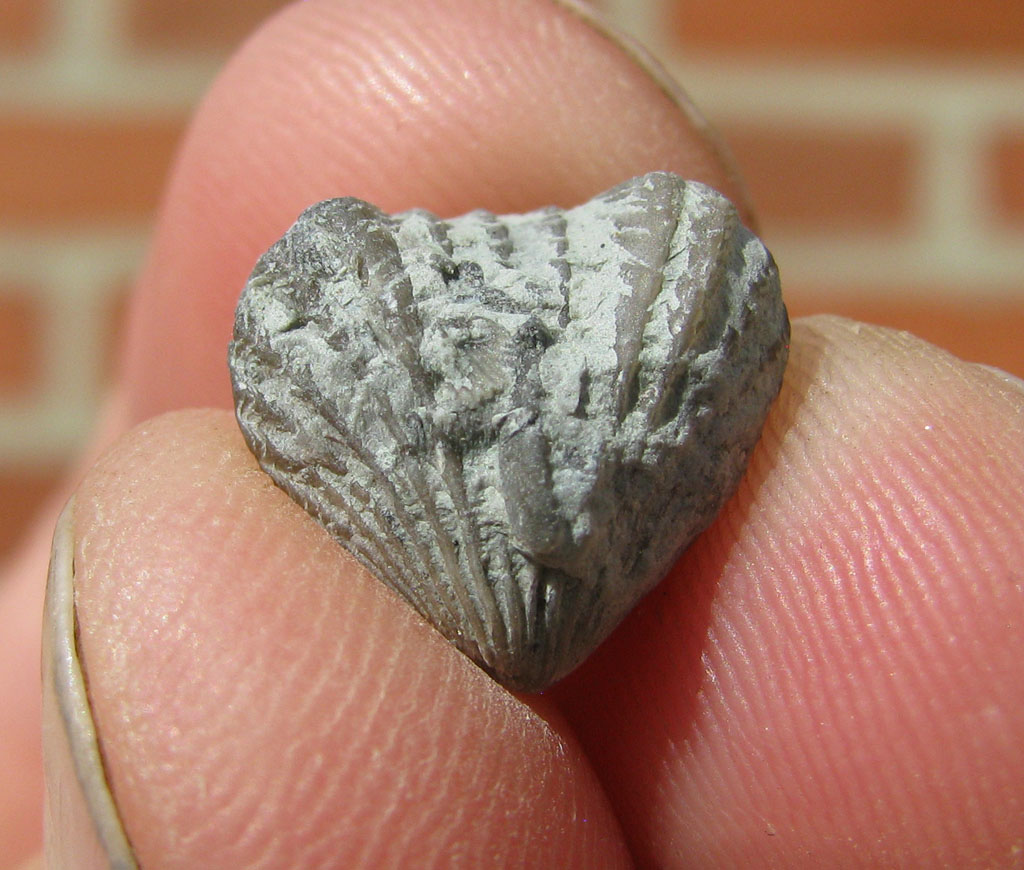 Views of the Mahantango: Machaeraria formosa brachiopod from the ...