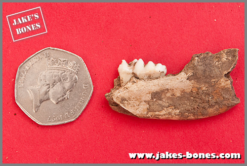 The archeological bones, part 2: the teeth : Jake's Bones