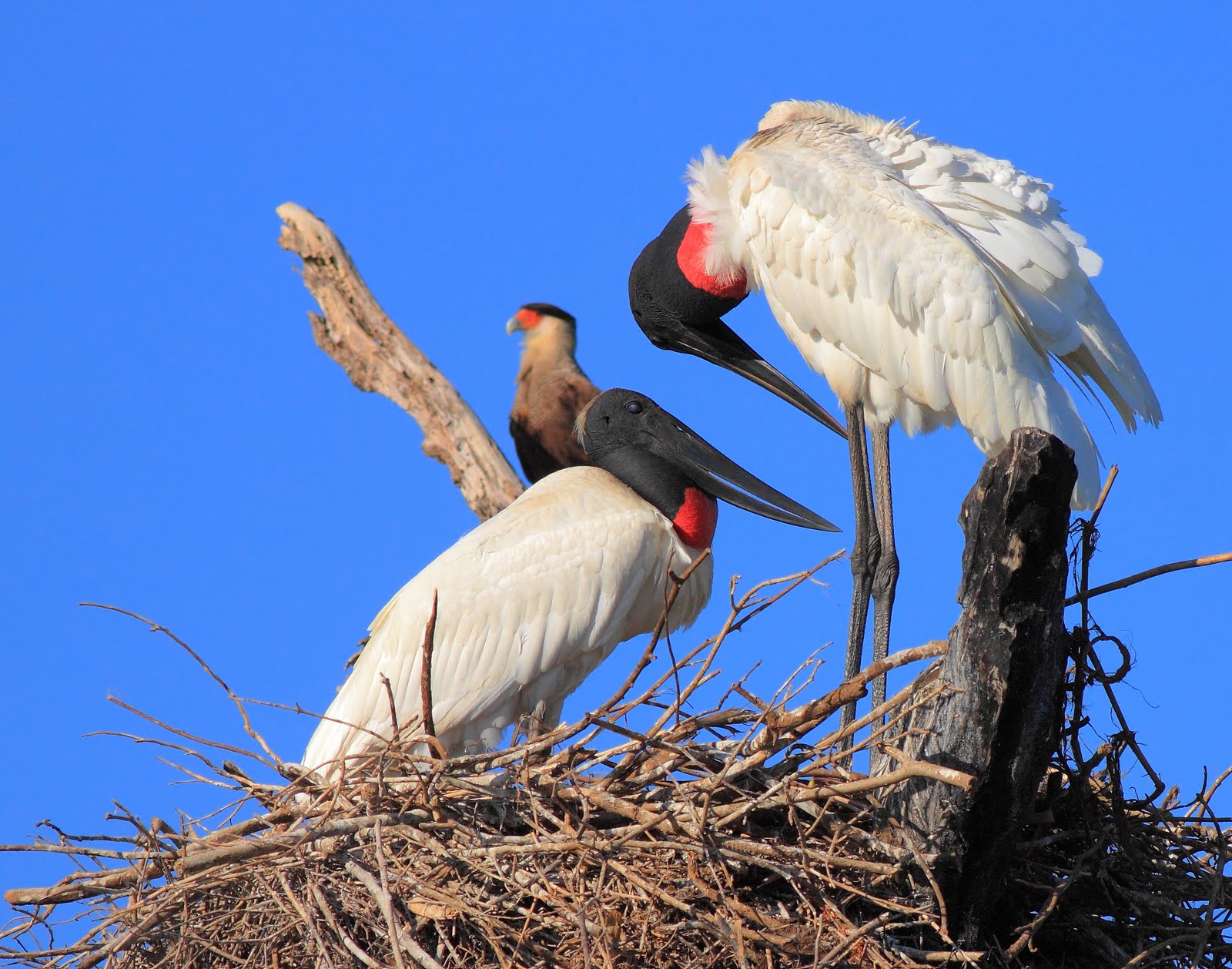 FLY&PHOTO: Casal de Tuiuiús no ninho!