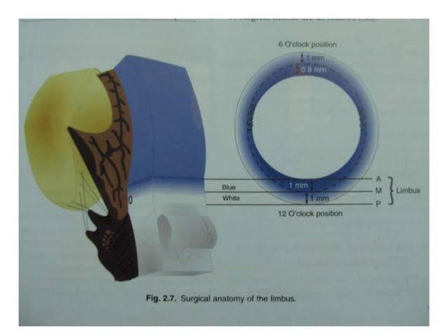 Optometry: LIMBUS:- Definition