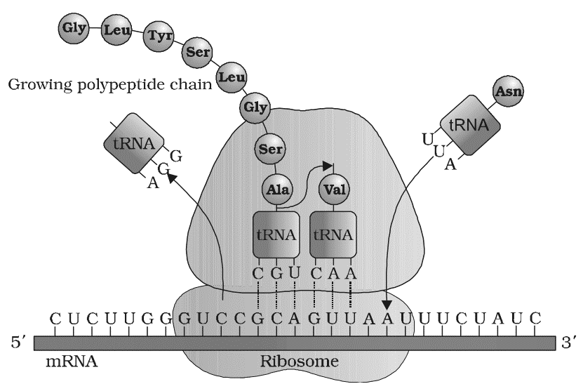 Molecular Basis of Inheritance | Class 12 | Sample Questions and Answers