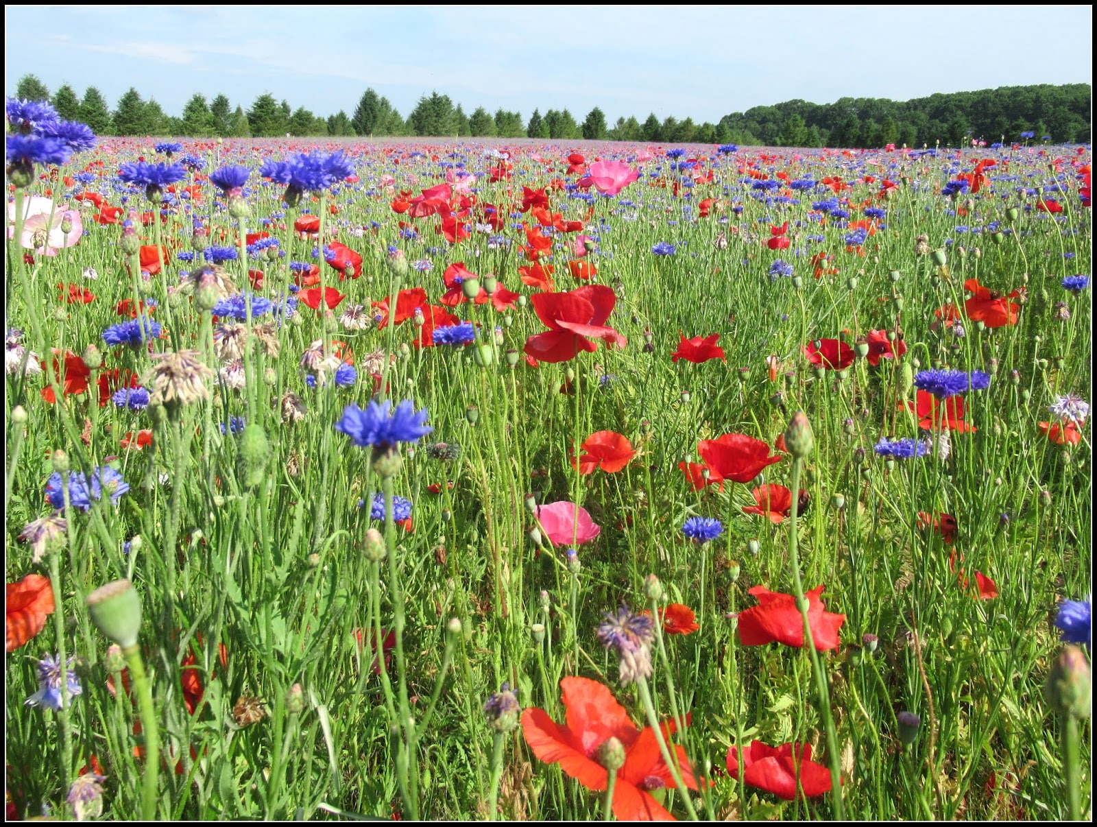 My Little Corner of the World: Field of flowers!