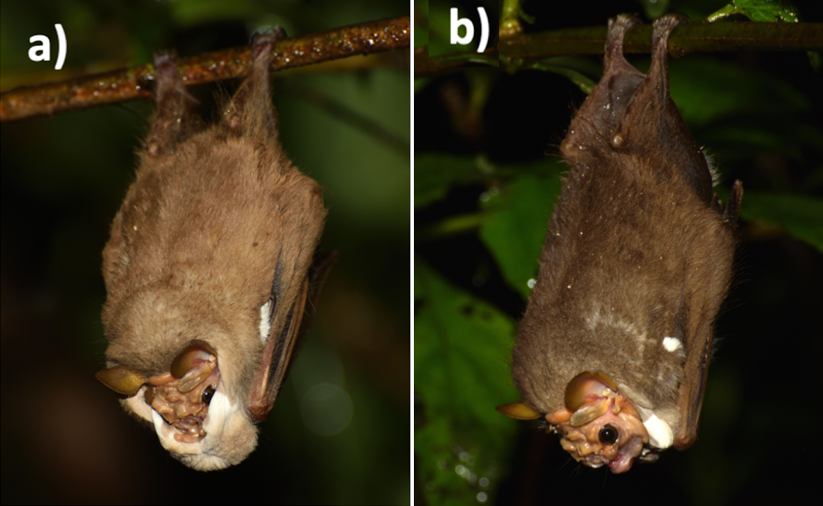 Wrinkle Faced Bat Wings