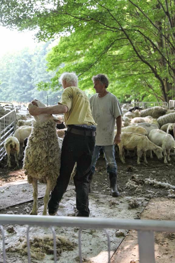 Getting Stitched on the Farm: Shearing Week