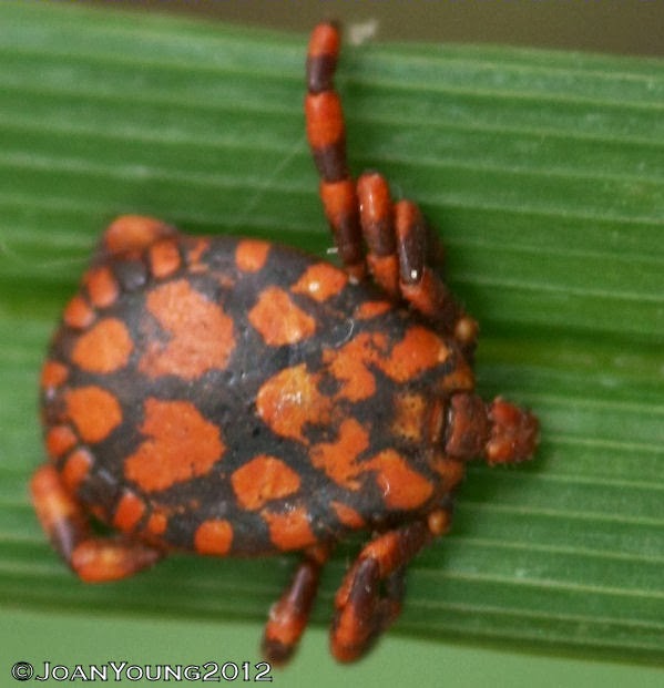 South African Photographs: Rhinocerous Tick (Dermacento rhinocerinusm) male