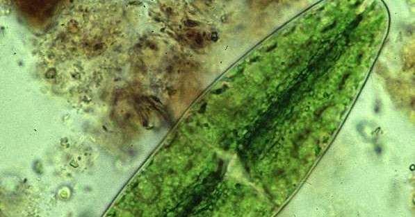 CHLOROPHYTA MULTISELULER. traits, habitat, cell structure, reproduction ...
