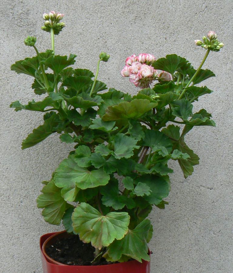 Pelargonium: Denise