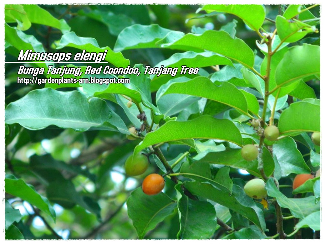 Garden Plants Cik Arn: Mimusops elengi
