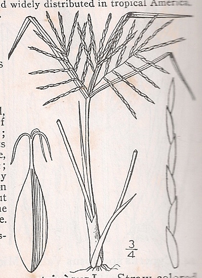 FLORA ILUSTRADA BRITTON DEL NORTE DE U.S.A.-CANADA: CYPERACEAE CYPERUS ...