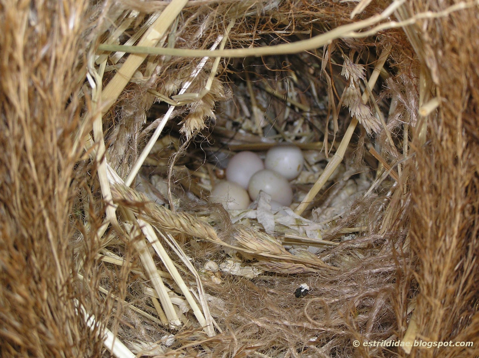 Estrildidae: Asmeninė patirtis. Rausvauodegė rubininė astrilda ...