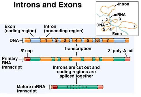Tính số loại mARN được tạo thành