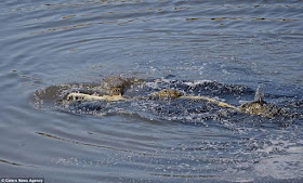 Photos: Shocking Moment When Cannibal Crocodile Tore Smaller Rival In ...