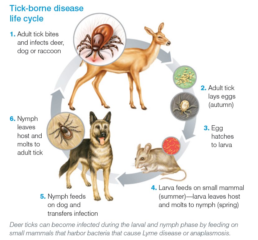 Tick Cycle Of Life