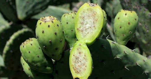 AHUATE DE TUNA PARA REFLEXIONAR