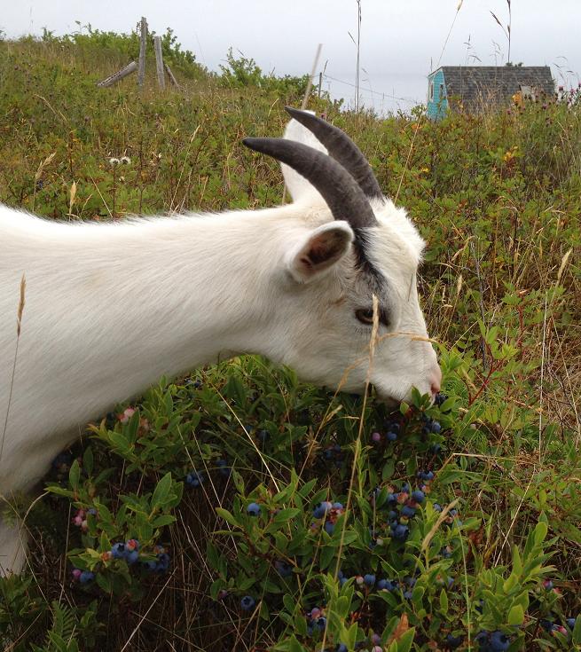 The Grumpy Goat Gallery: August 2012