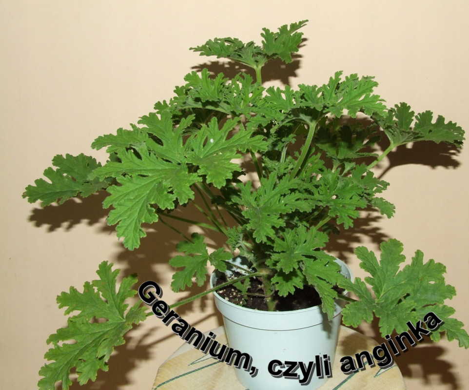 w mojej kuchni: Geranium-Anginka -lekarstwo-nalewka