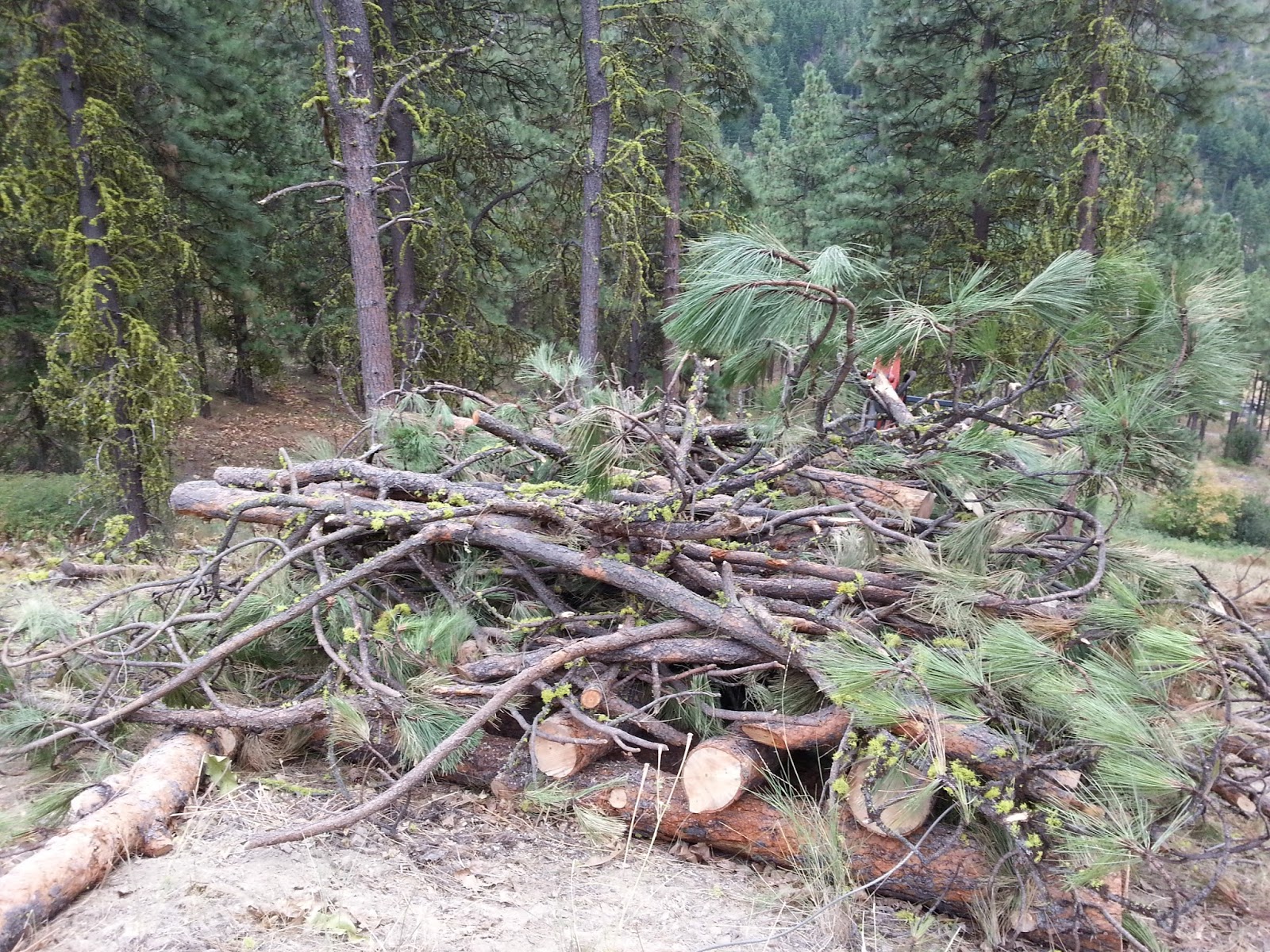 Small Forest Timber Owner Blog for WA: Wildlife slash pile construction ...