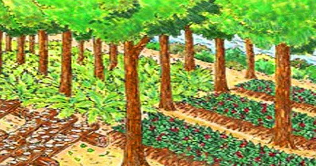 What is the classification of agroforestry based on its constituent ...