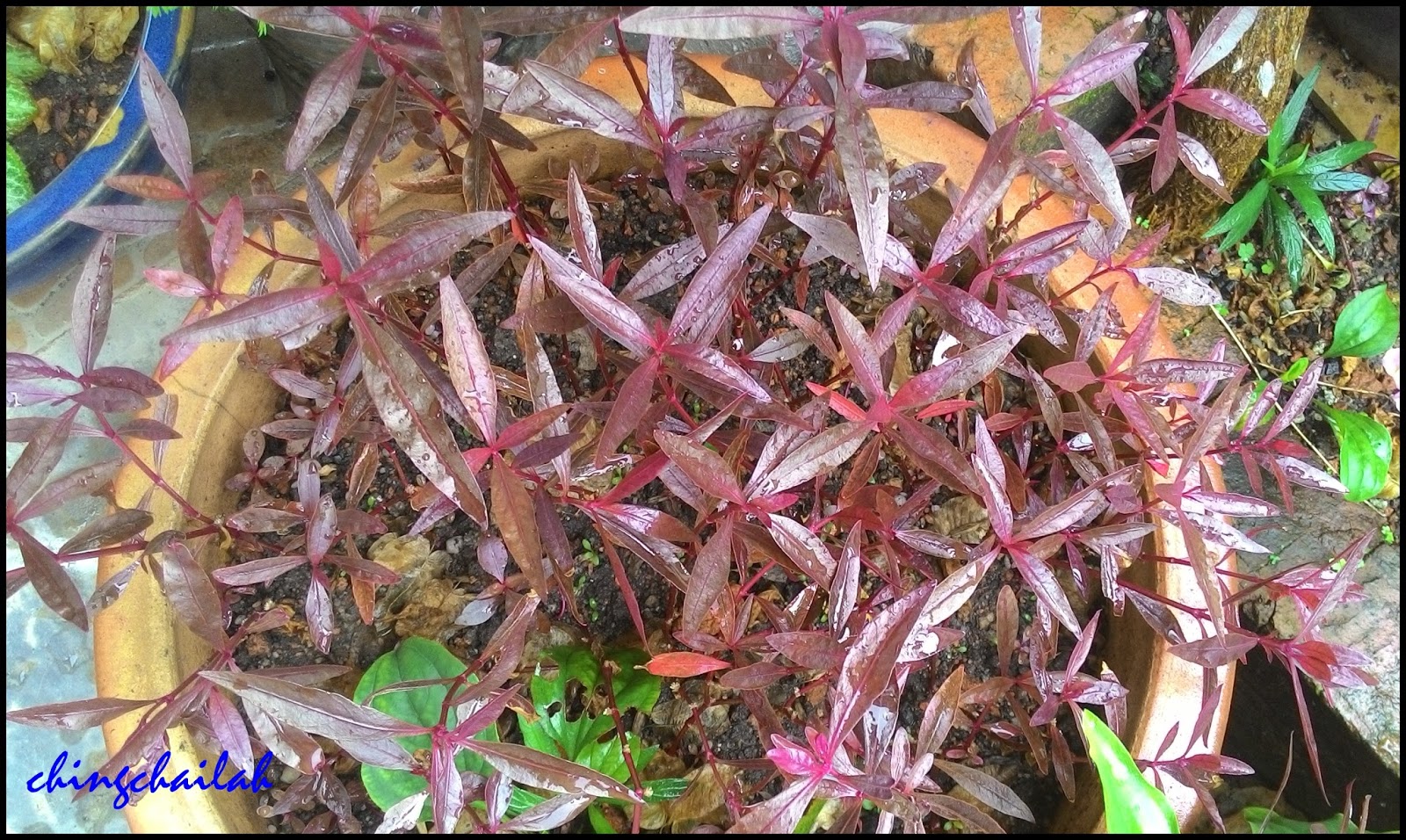 Simple Living In Nancy: Growing Red Dwarf Copperleaf Or Red Sessile Joyweed