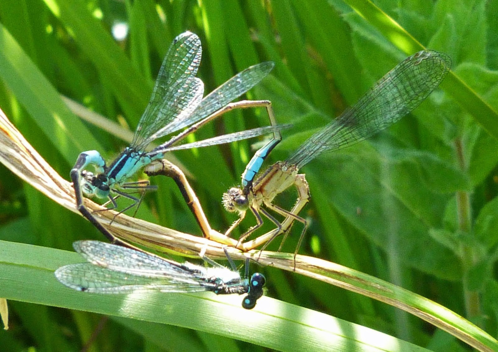 Insects of Scotland: Dragonflies/Damselflies