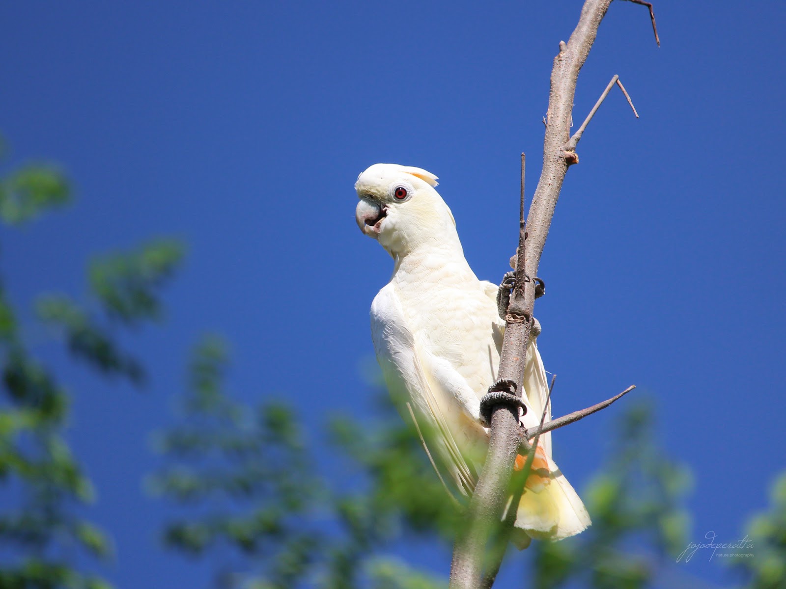 Philippine Cockatoo
