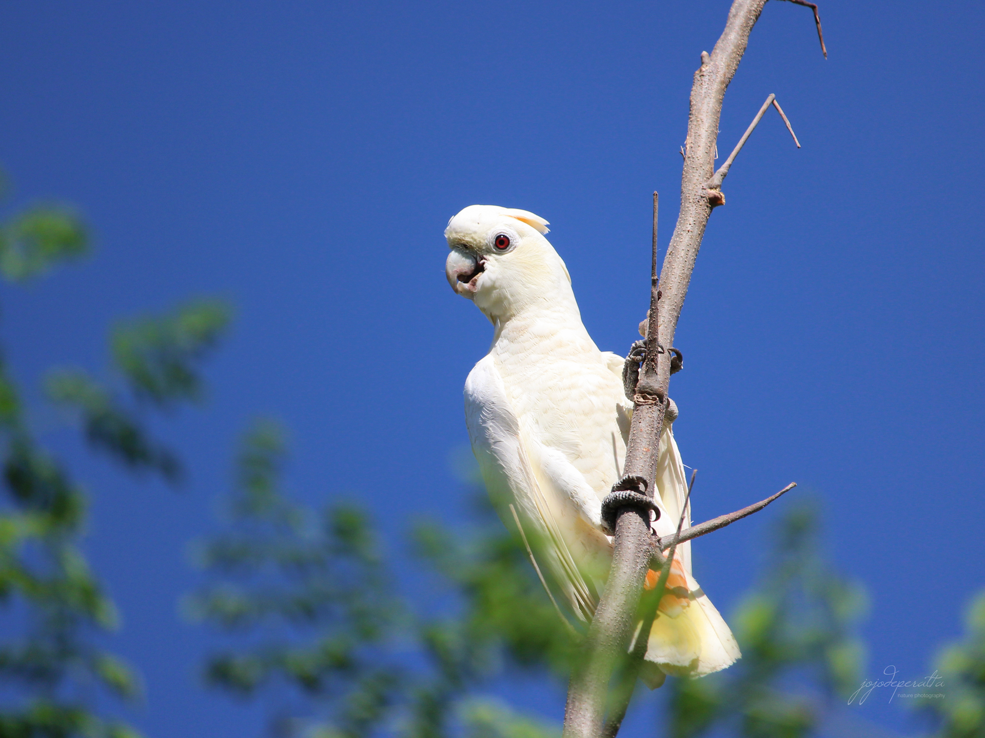 Rare Blue Cockatoo