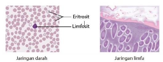 Materi Jaringan Epitel dan Jaringan Ikat Pada Hewan Mapel Biologi kelas ...