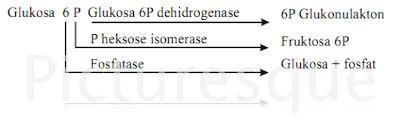 Metabolisme | Let's Learn Biology