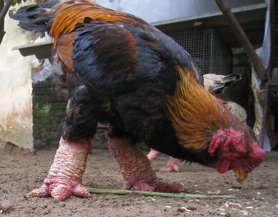 The Charm of a Giant Chicken Dong Tao - all about photo