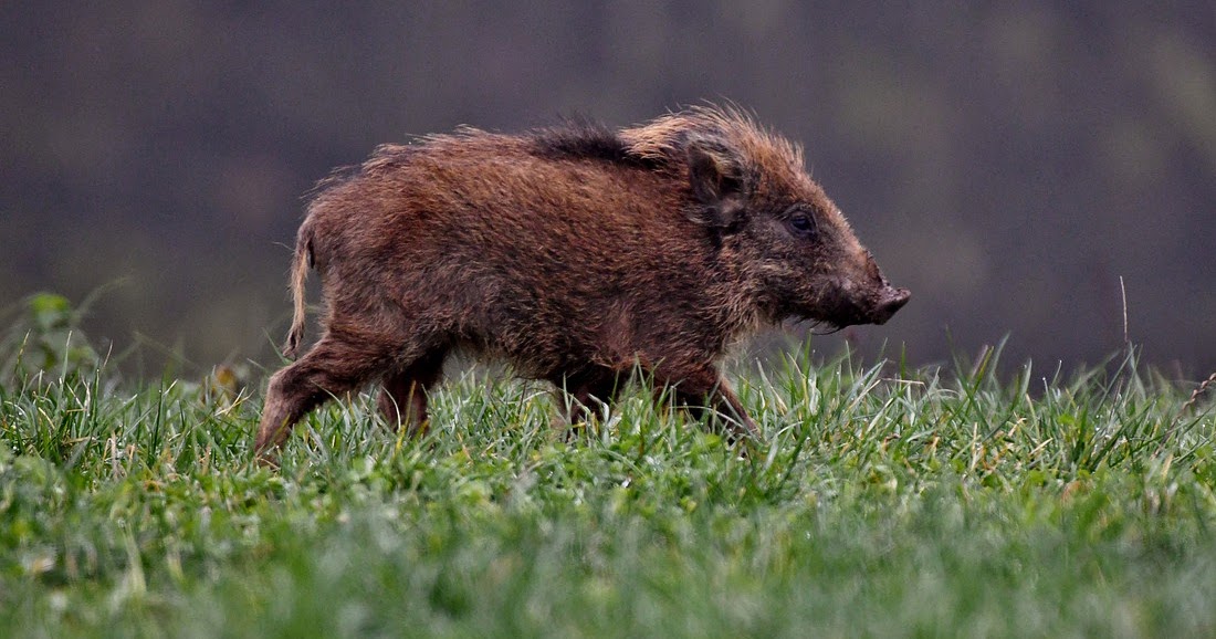 Blog przyrodniczy: Co zrobić jak spotkasz w lesie dzika