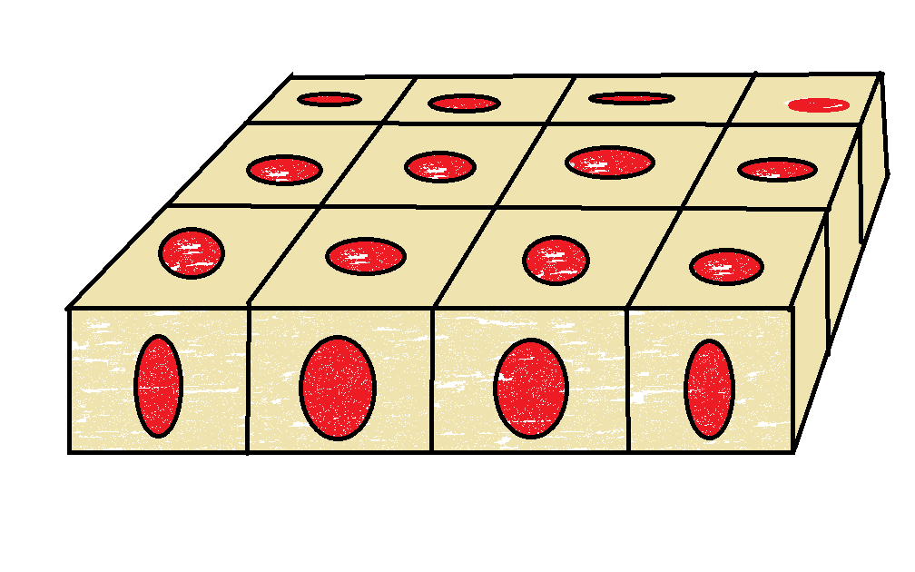 El portafolio de Diana: Clasificaciòn de las células según su forma