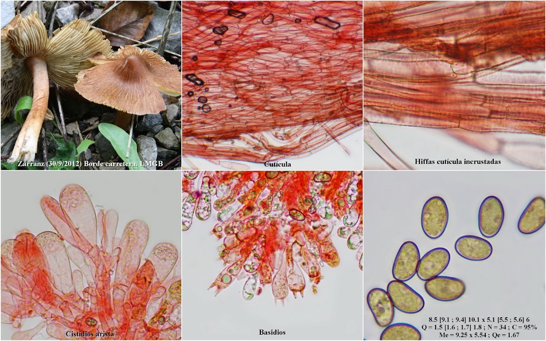 Microscopía de hongos. Vol 2 . D - K: Inocybe rimosa