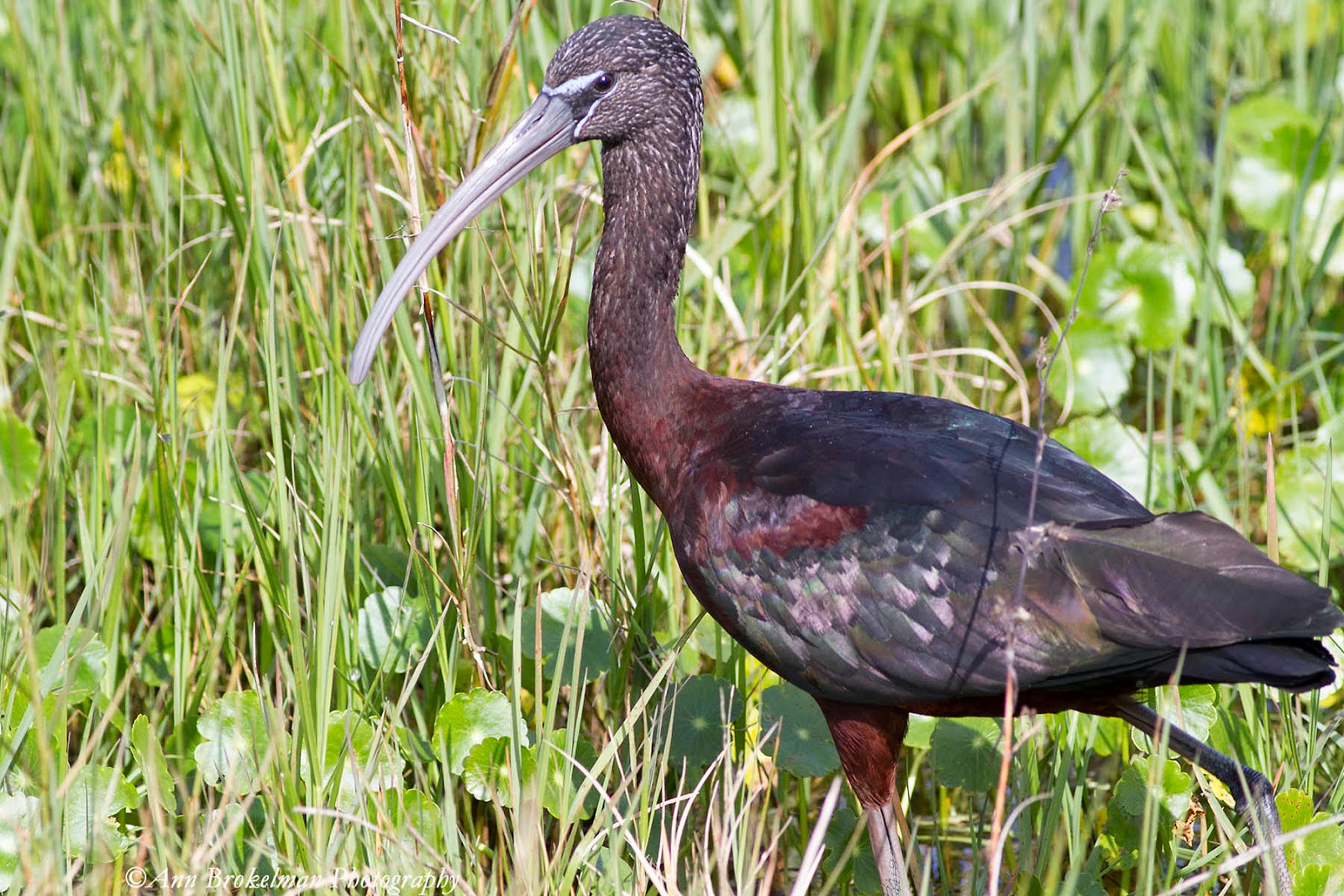 Ann Brokelman Photography: Glossy Ibis - Florida 2015