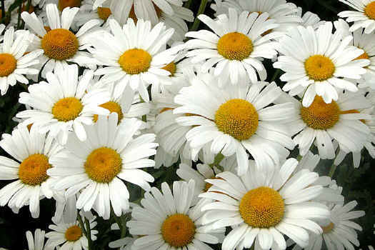 White Flowers | FLOWERS WORLD