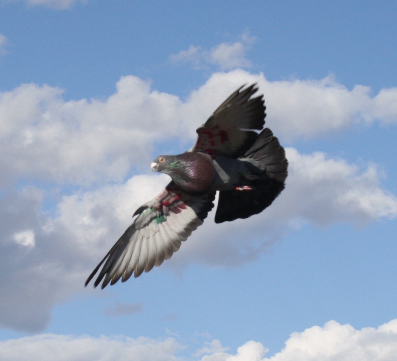 Buchón Valenciano (Antiguo Palomo Ladrón): TRABAJO O NECESIDAD DE LOS ...
