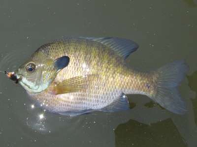 North American Freshwater Fishing: Tips for Catching Trophy Sunfish