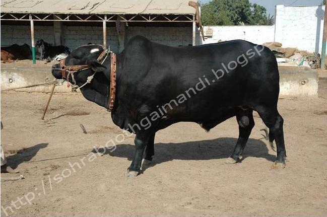 Sohrab Goth Gai Mandi Photos Gallery: Shah Cattle Farm 2007
