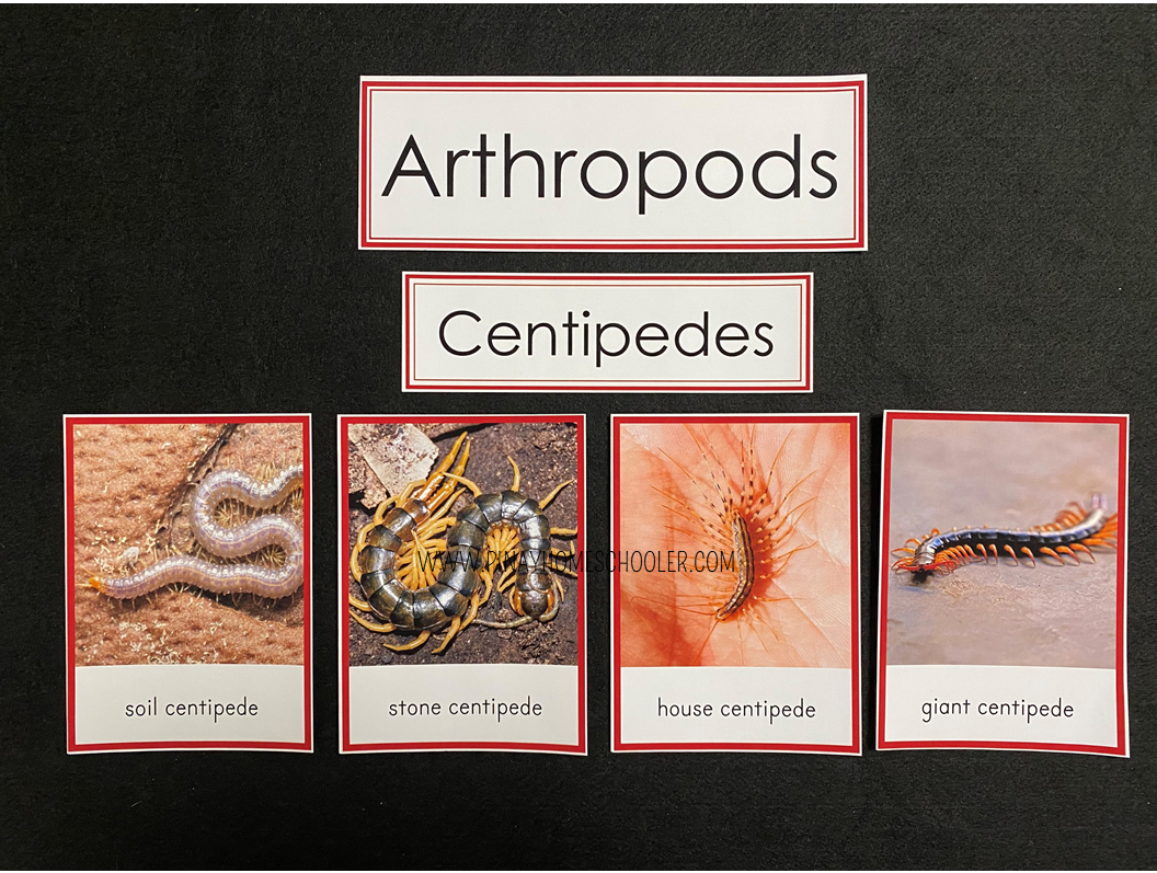 The Arthropods Learning Material (with FREE Files) | The Pinay Homeschooler