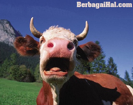 faktor sendawa | Shindy IndhyEe PouTrEeArSyaD