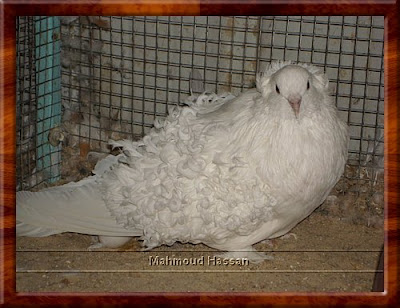 Pigeons for sale: White Fancy Frillback