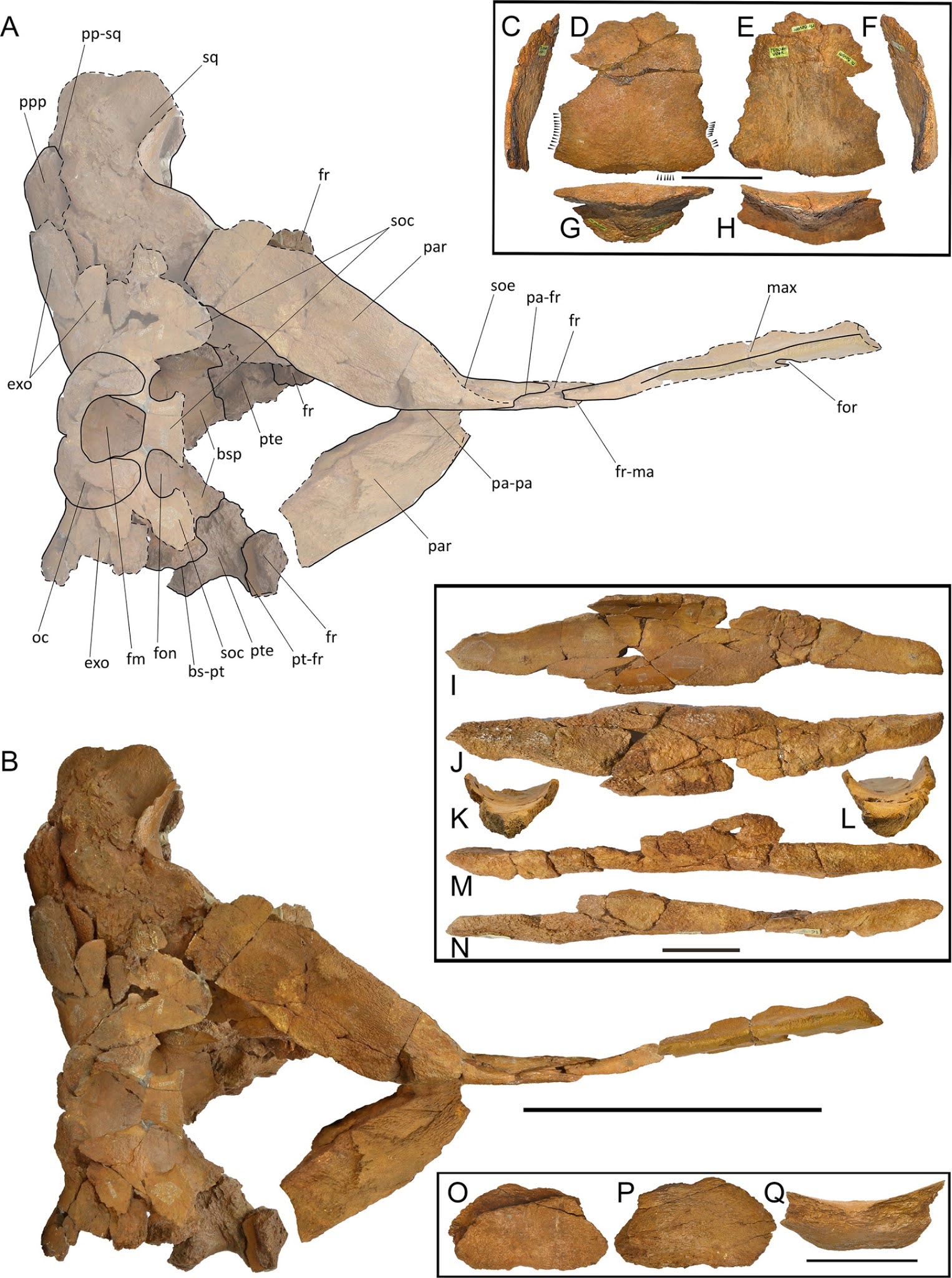 The Coastal Paleontologist: 2020 in review: advances in marine mammal ...