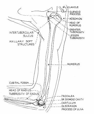 Radiographic positioning: Humerus AP and lateral