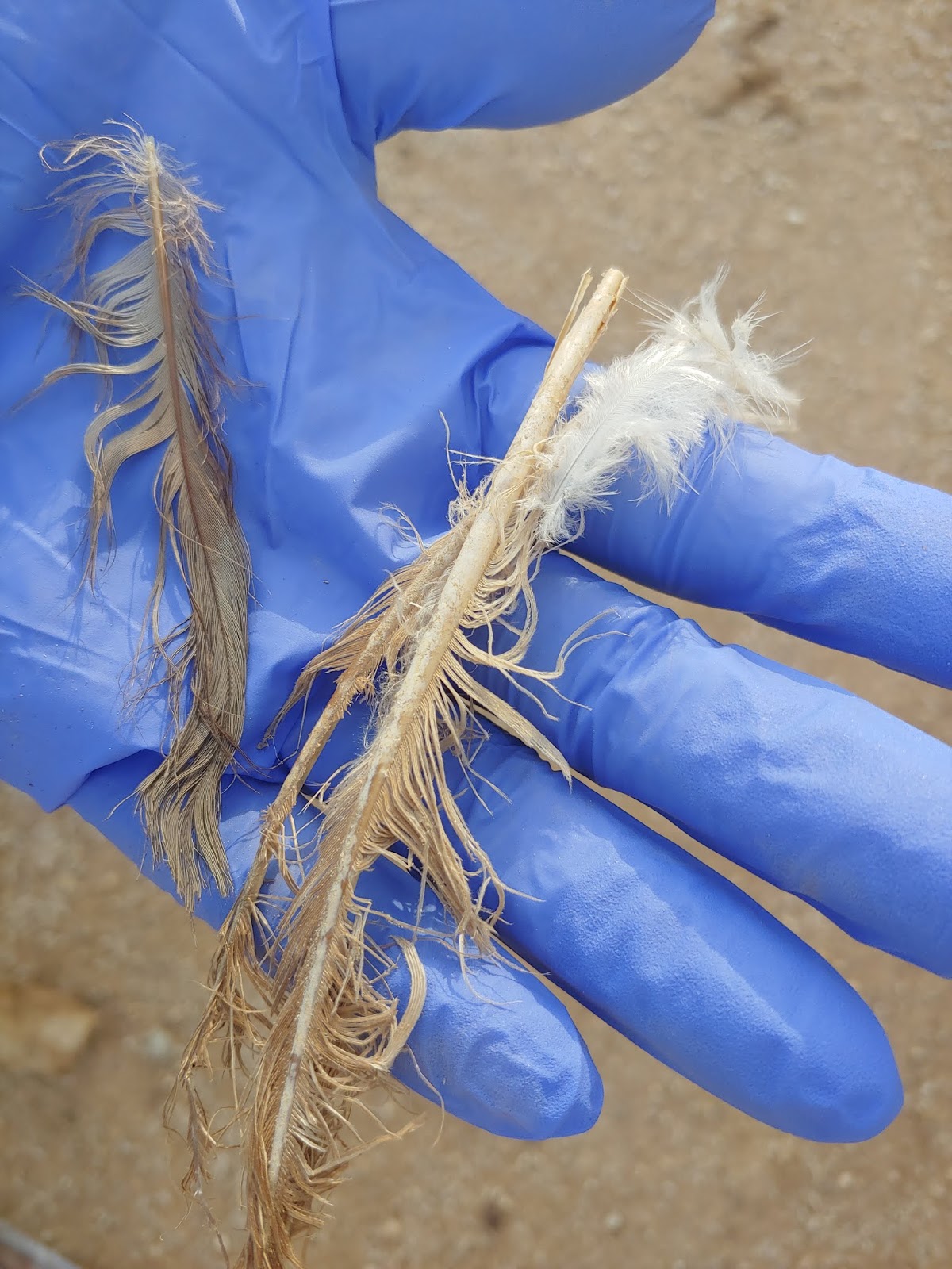 Lovelock Cave Series: Inconsistencies Found in Smithsonian's "Narrative"