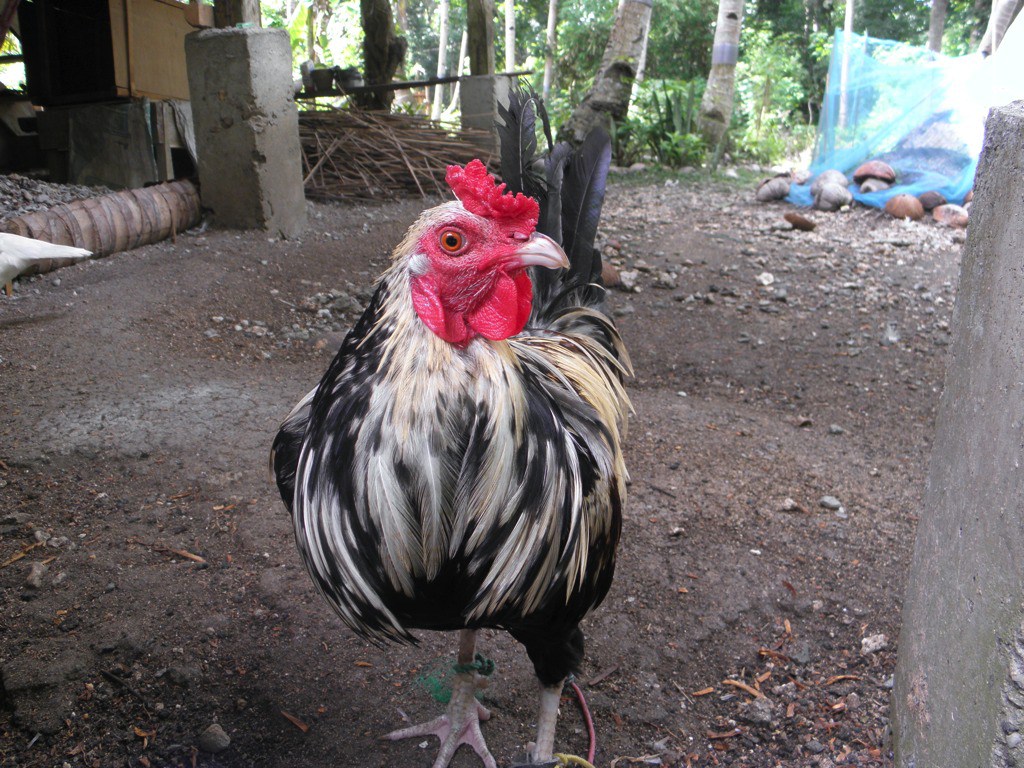 native chicken - philippin news collections