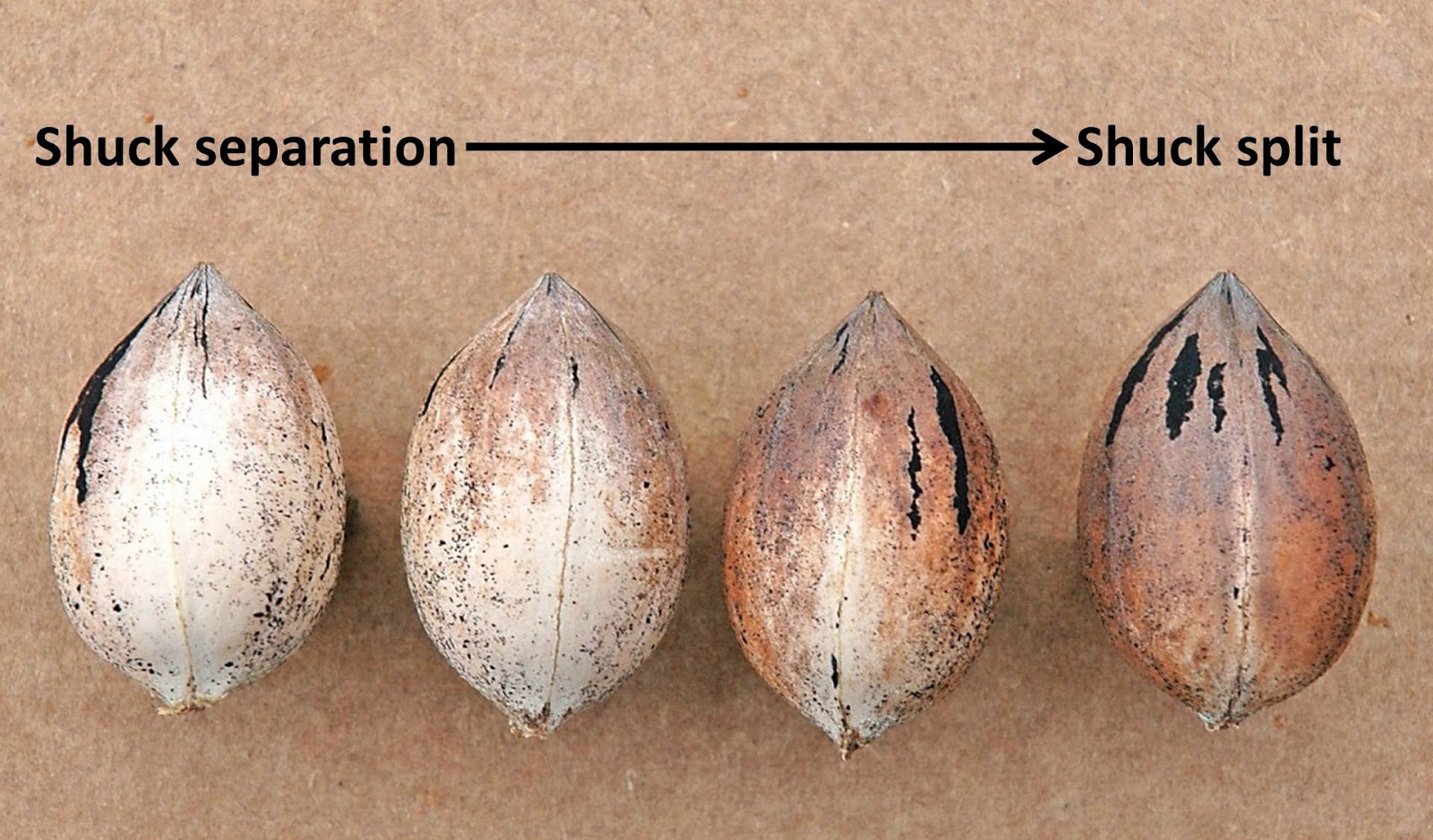 Northern Pecans: Nut development: 14 Oct. 2013