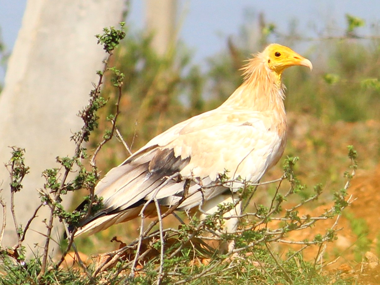 23. Egyptian vulture (ಬಿಳಿ ರಣಹದ್ದು - Bili Ranahaddu)
