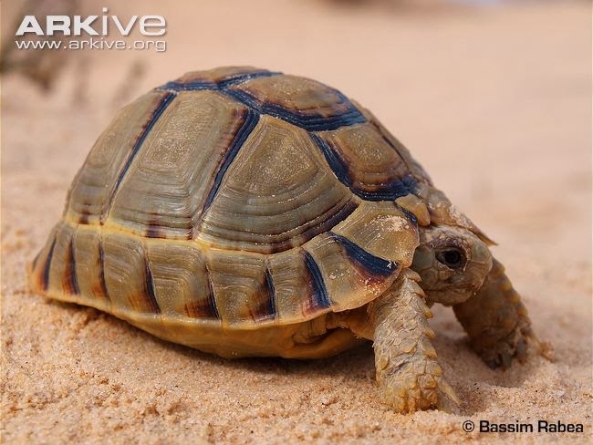 Rules of the Jungle: The Egyptian Tortoise